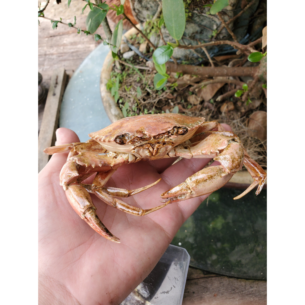 Resin- Real Crab specimen (Ketam) | Shopee Singapore