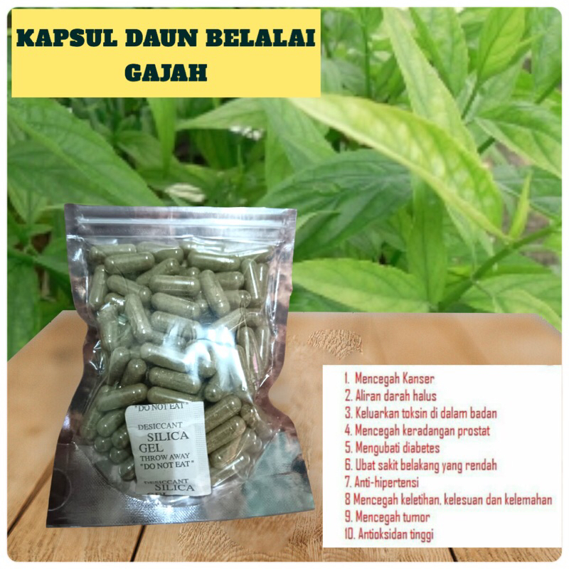 ELEPHANT TRUNK LEAF CAPSULES (100 seeds) | Shopee Singapore