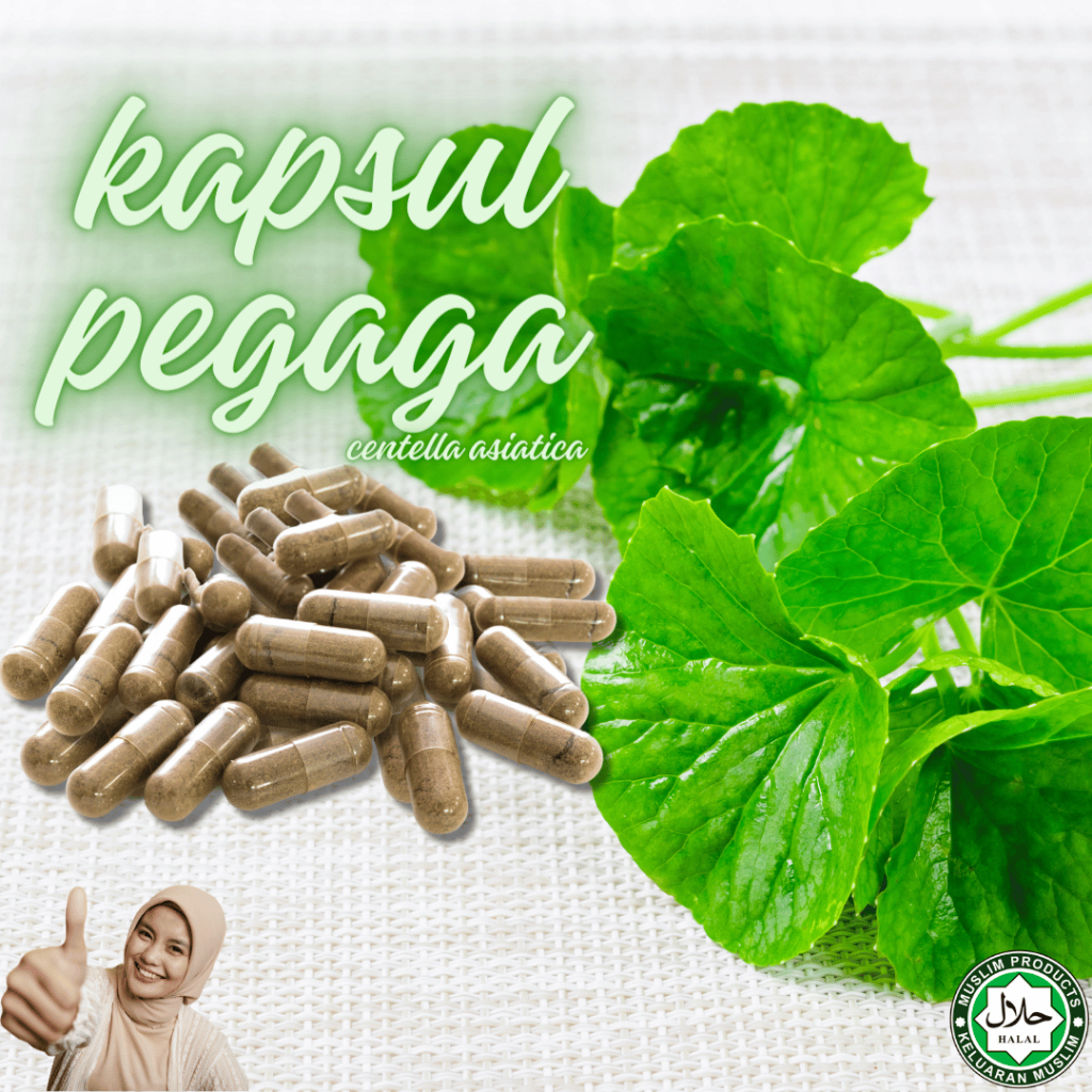 Pegaga Centella Asiatica Capsules 100% Without Mixture HALAL Village ...