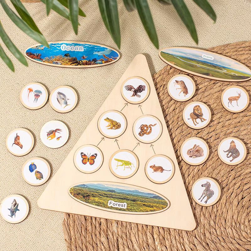 Montessori Teaching Aid Food Chain Food Web Puzzle | Shopee Singapore
