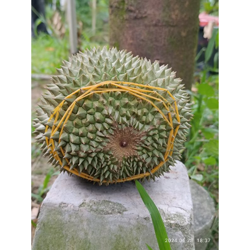 Getah Ikat Durian khas / 绑榴莲专用橡胶圈 / Special Rubber Band for Durian ...