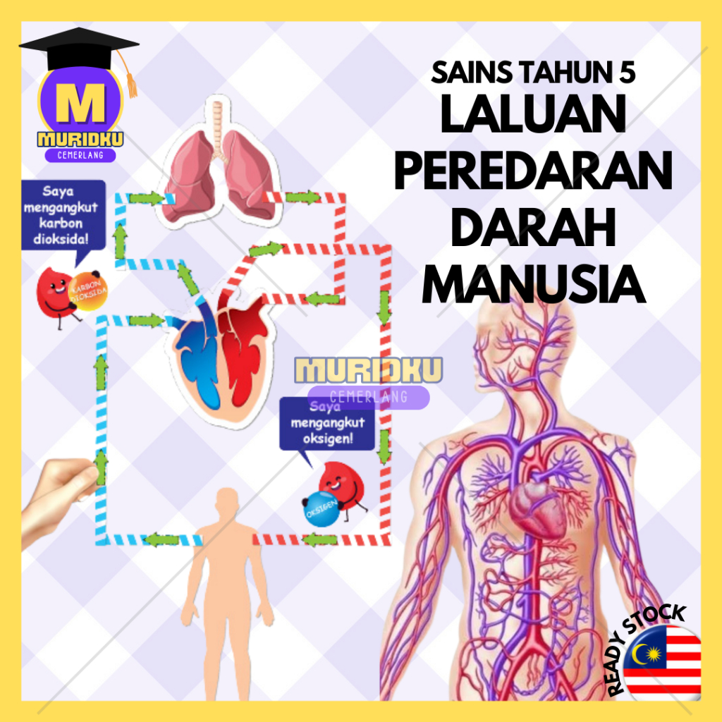 Sk & SJKC Science 5th Year Circulatory Route Model DIY Respiratory ...