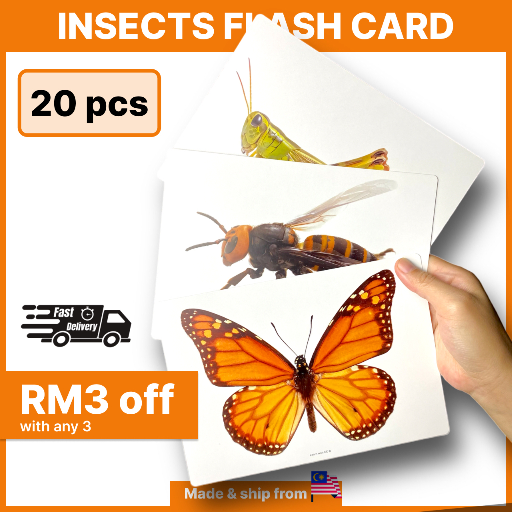 Insects Flash Cards for Kids, Baby, Big Flash Card, Flashcard ...