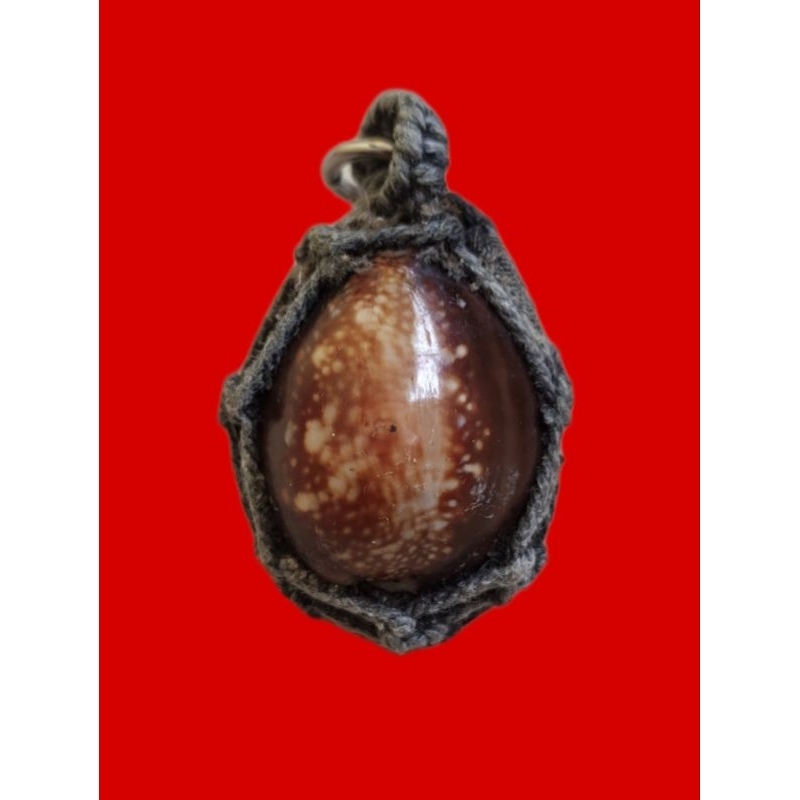 Amazing Shell Bia-Gae 神圣宝螺 招财 避邪 挡降贝 符管 With Takrut , Rope, Sacred Holy ...