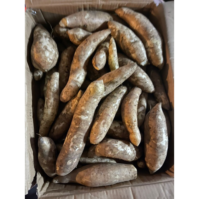 Yacon Cameron(1kg+-/pack) | Shopee Singapore