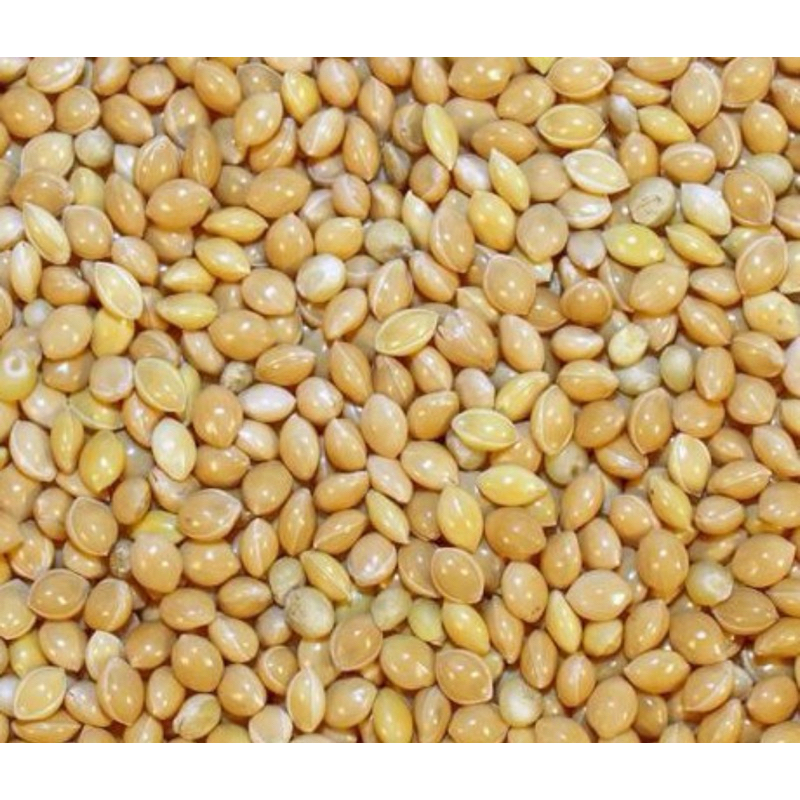 PUTIH Sambau White /White millet (1kg) | Shopee Singapore
