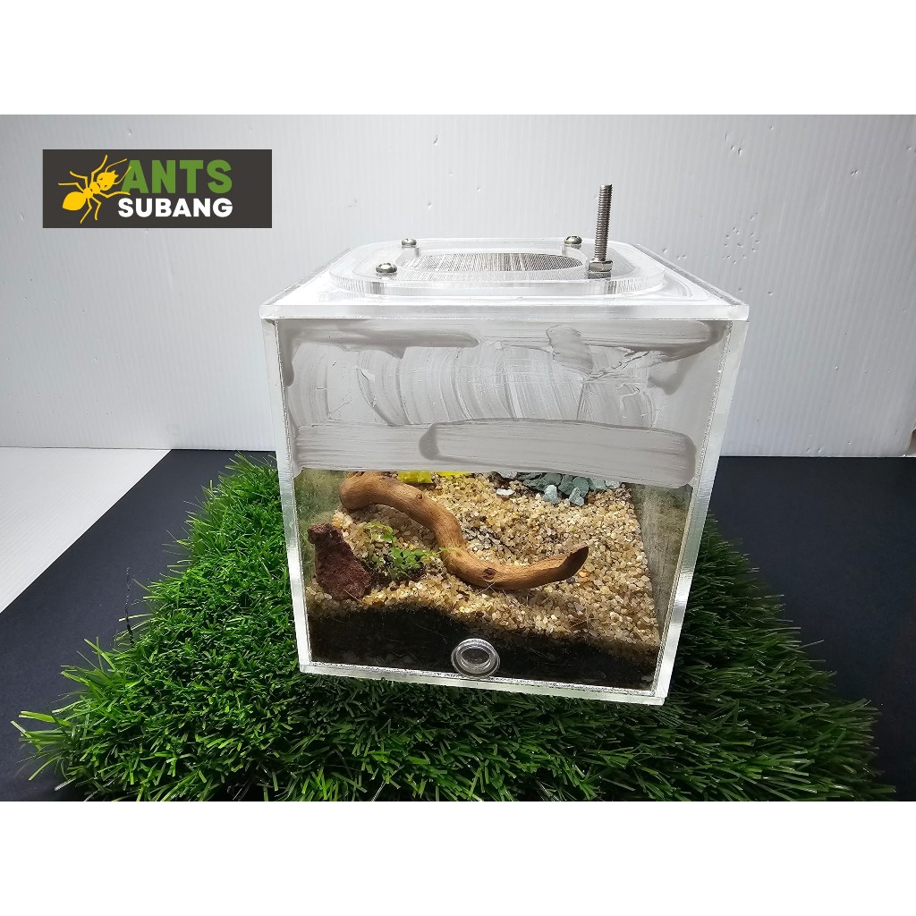 Ant Farm Nest Outworld Arena Set 1 | Shopee Singapore