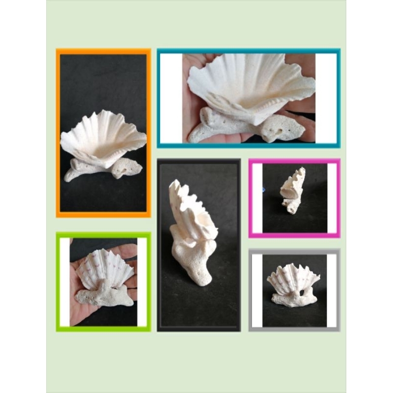 Giant Shells* tridacna* clam* (feng shui Decoration) | Shopee Singapore