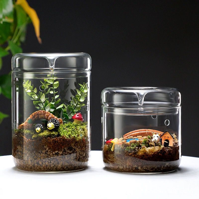 Micro Landscape Vasa Sturdy Clear Display Terrarium for Balcony glass ...