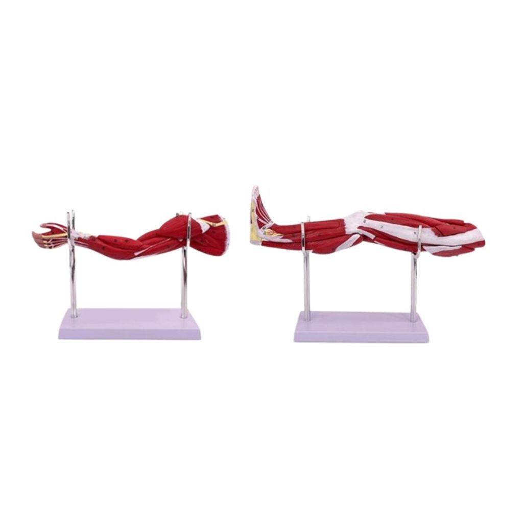 Human Limb Anatomical Muscle Model - Upper and Lower Limb Anatomy Model ...