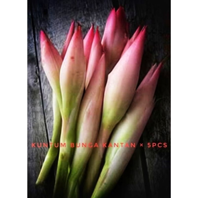 5 fresh kantan flowers (for cooking) - From the Chisel Stone King ...