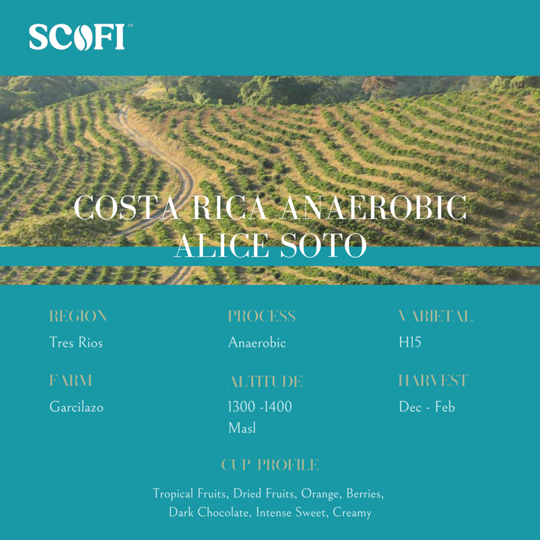 1 KG Raw Arabica Coffee Beans: Costa Rica Anaerobic Alice Soto ...