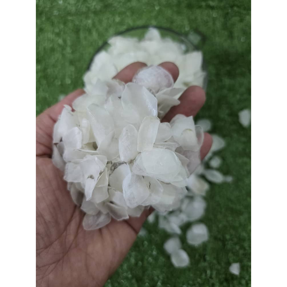 Dried Fish Scale Collagen Deep Sea Stone Turtle Frozen Large Scales ...