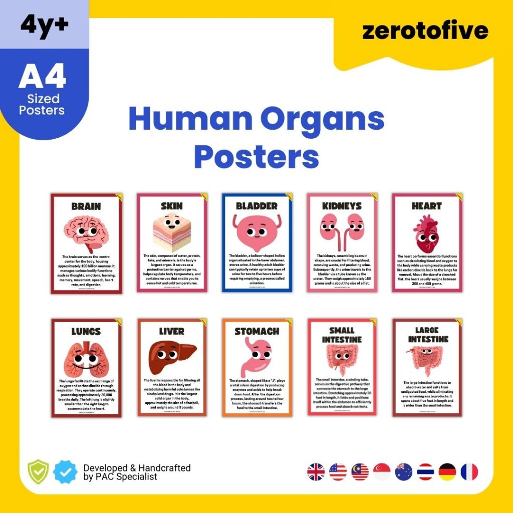 A4 Laminated Human Organs Poster Banner Class Joy PAK 21 Elementary ...