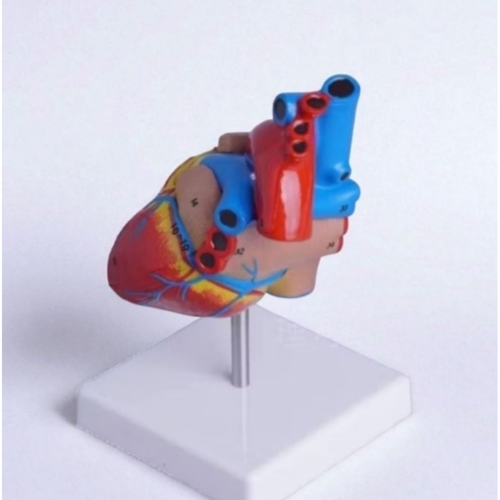 Model Anatomi Jantung Manusia/ Model of Human Heart Anatomy Science ...