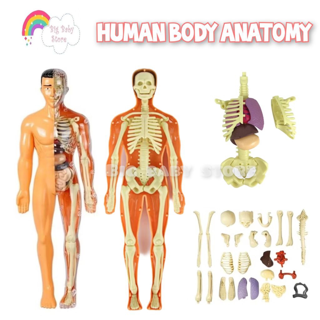 Biological Human Body Structure Skeleton Model Organ Anatomy 3D Medical ...