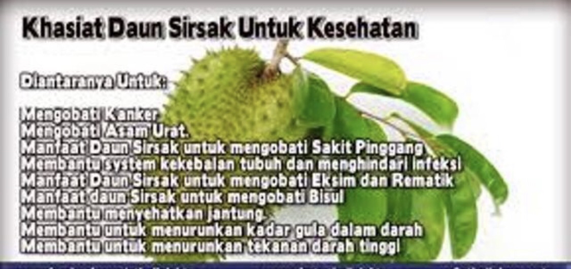 Dutch DURIAN LEAF CAPSULES (100 seeds) | Shopee Singapore