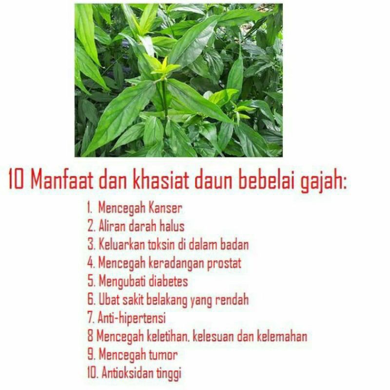 ELEPHANT TRUNK LEAF CAPSULES (100 seeds) | Shopee Singapore