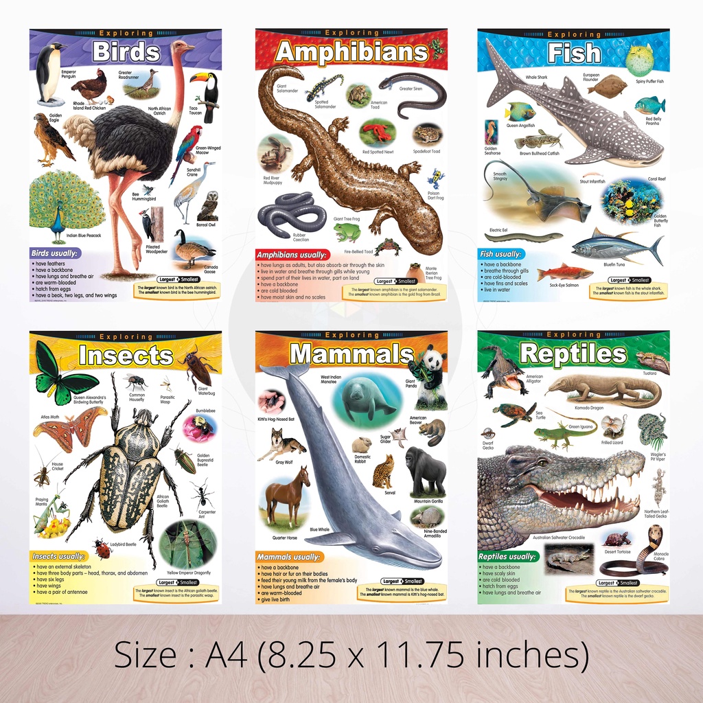 ANIMAL CHARTS FOR KIDS| LAMINATED CHART FOR KIDS | Shopee Singapore