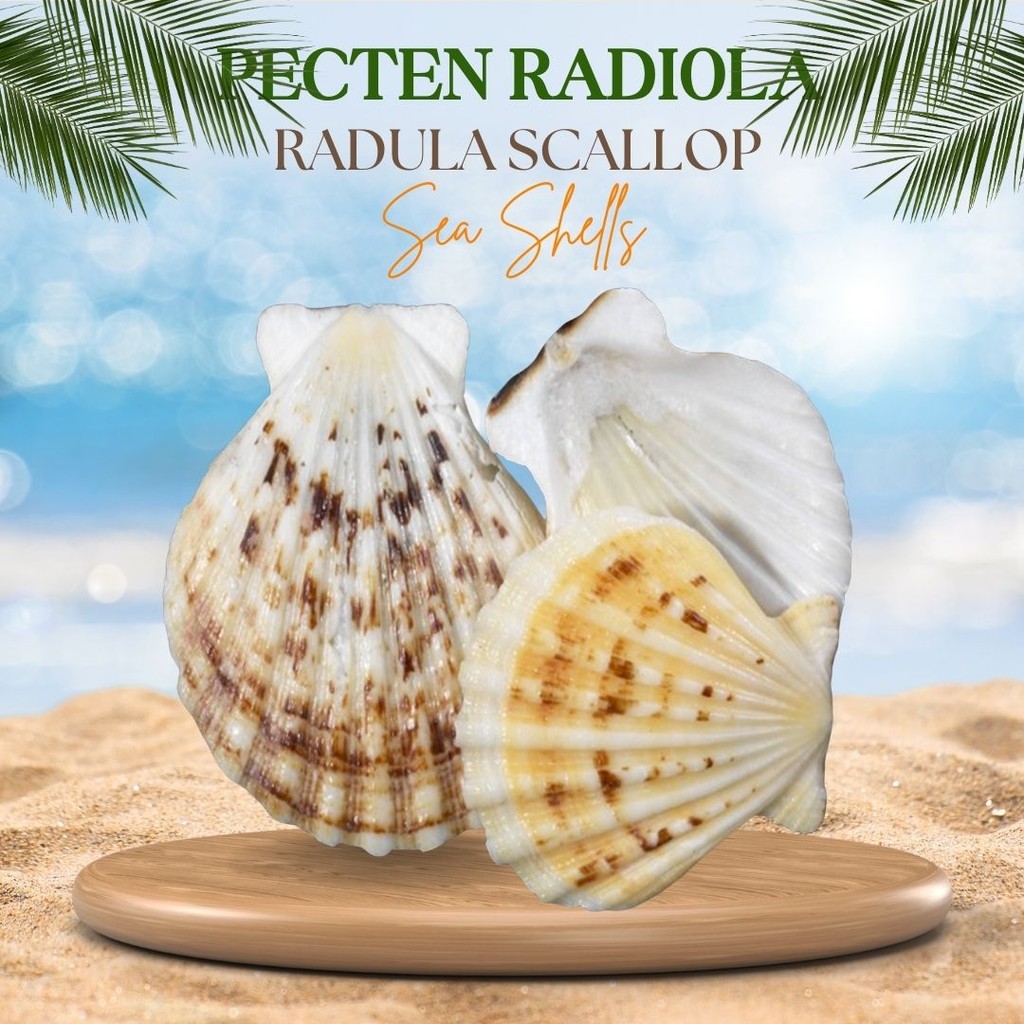 1 Kilo | Pecten Radiola | Radula Scallop Seashells | Shopee Singapore