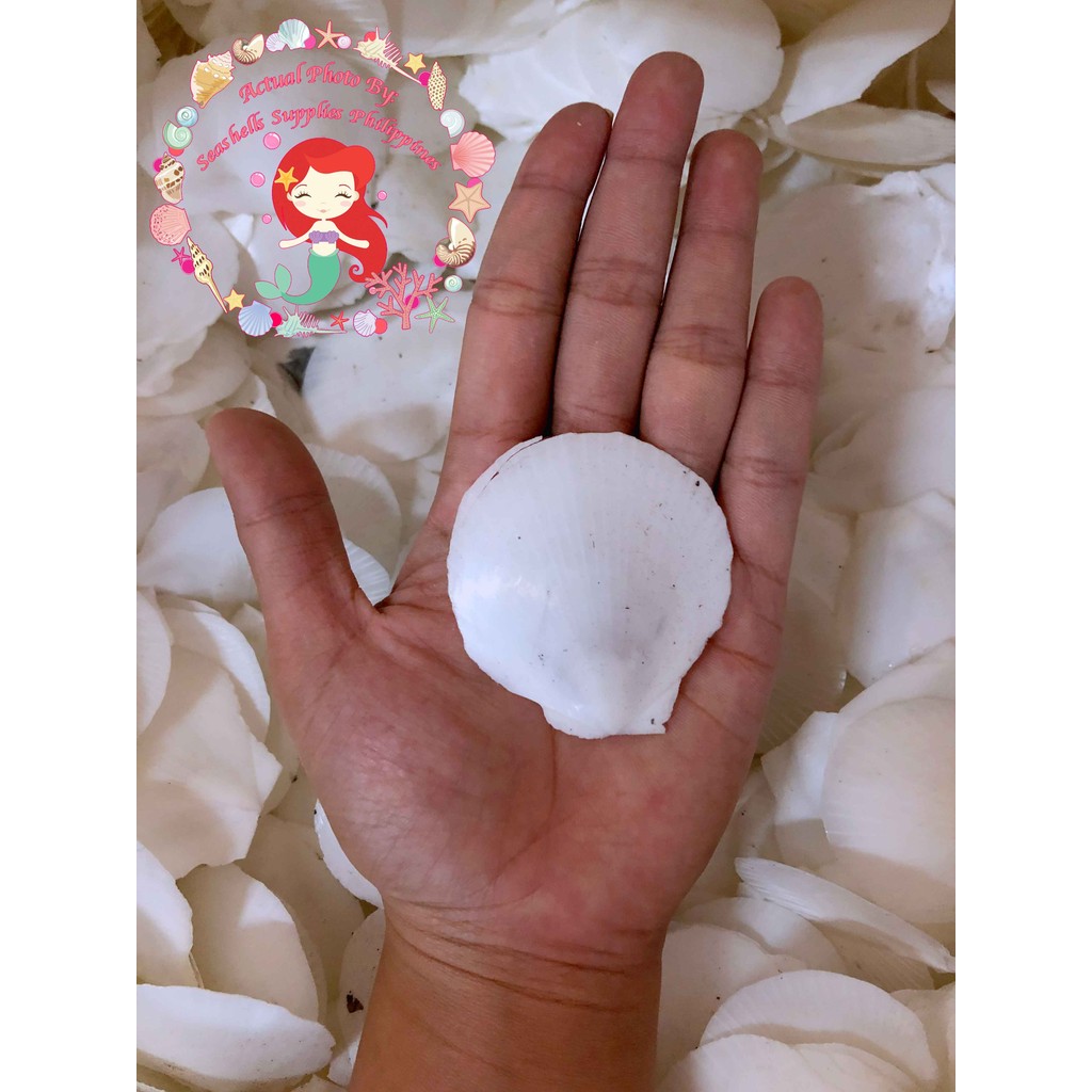SUPER TINGI TRIAL PACK - 50 GRAMS | Moon Scallop | Asian Moon Scallop ...