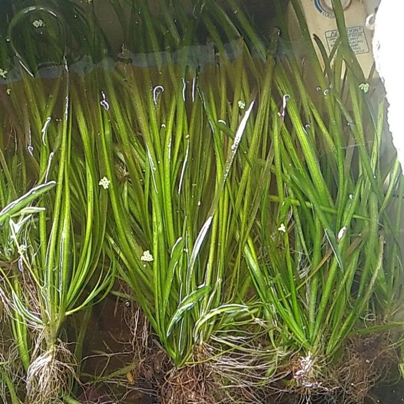vallisneria aquatic plants(3bulbs) | Shopee Singapore