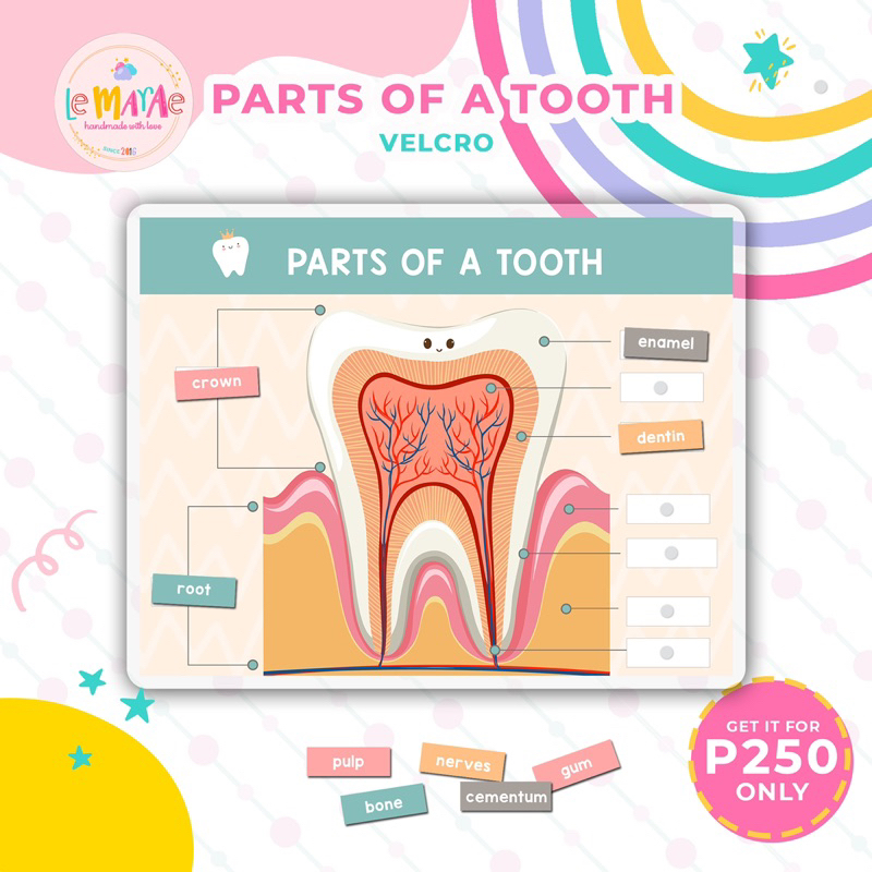 Parts of a Tooth Healthy Foods For Teeth VELCRO BUSY BOOK Worksheets ...