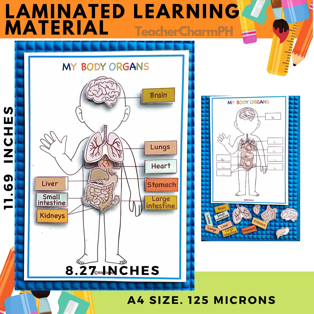 HUMAN BODY ORGANS Detachable Learning Material (VELCRO) Fully Laminated ...