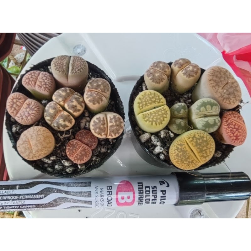 Lithops Succulents (Living Stone) | Shopee Singapore