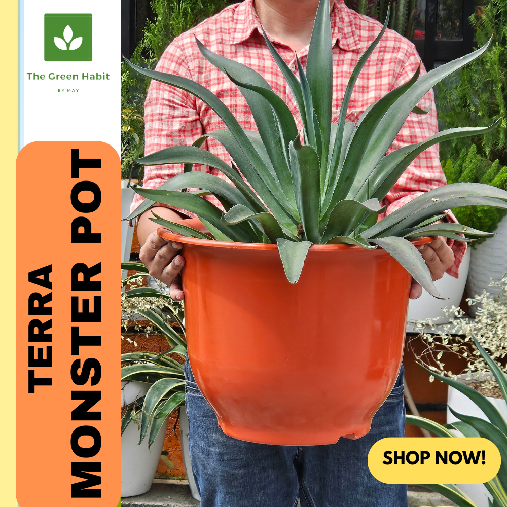 Elegant Monster Pots for Plants Big Size and Bigger Style Transparent ...