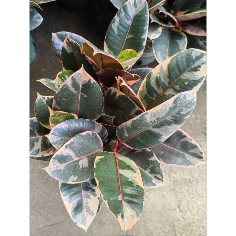 Rubber Tree Ruby 5in1 | Shopee Singapore