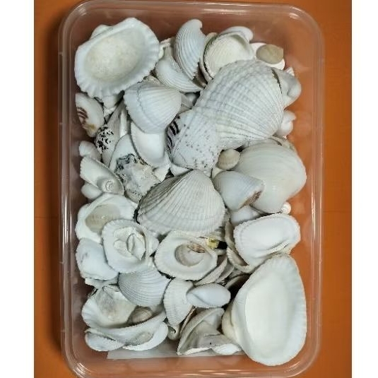 Mixed White shells 500grams | Shopee Singapore