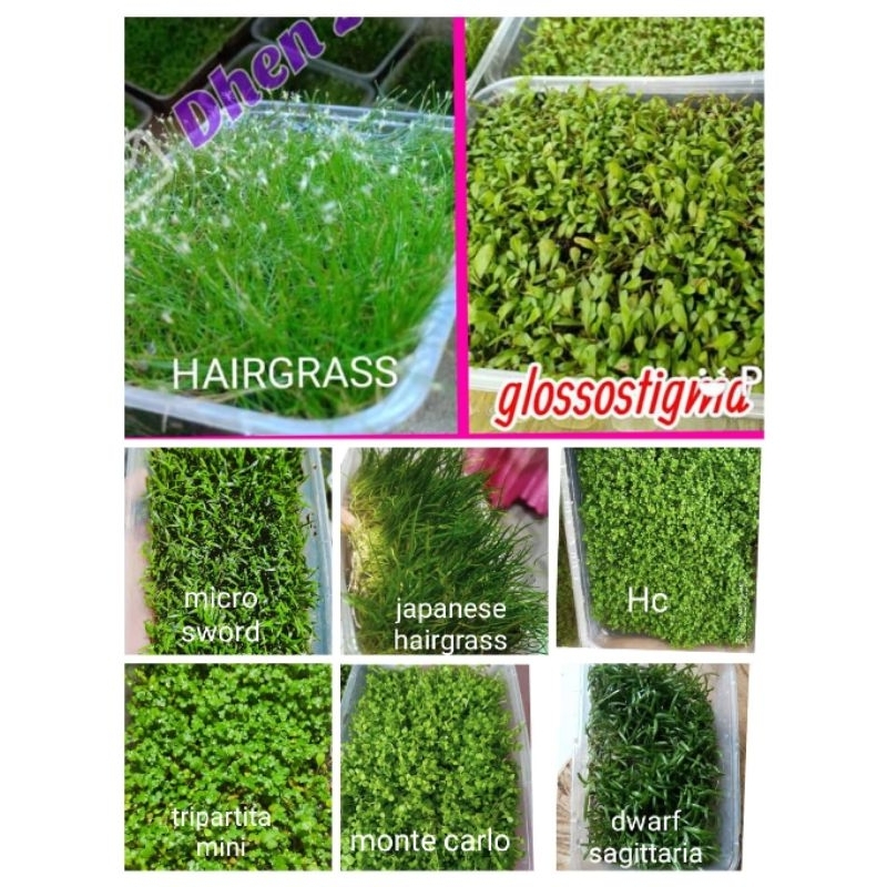 carpet plant monte carlo,Hc cuba, tripartita mini , glossostigma ...