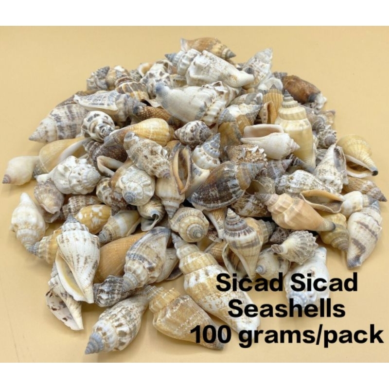 Sicad Sicad Seashells Real Seashells 100 grams per Pack For Your DIY ...