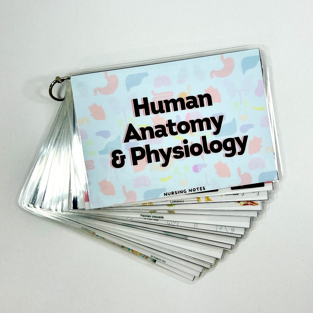 Anatomy and Physiology Flashcard Laminated by NURSING NOTES | Shopee ...
