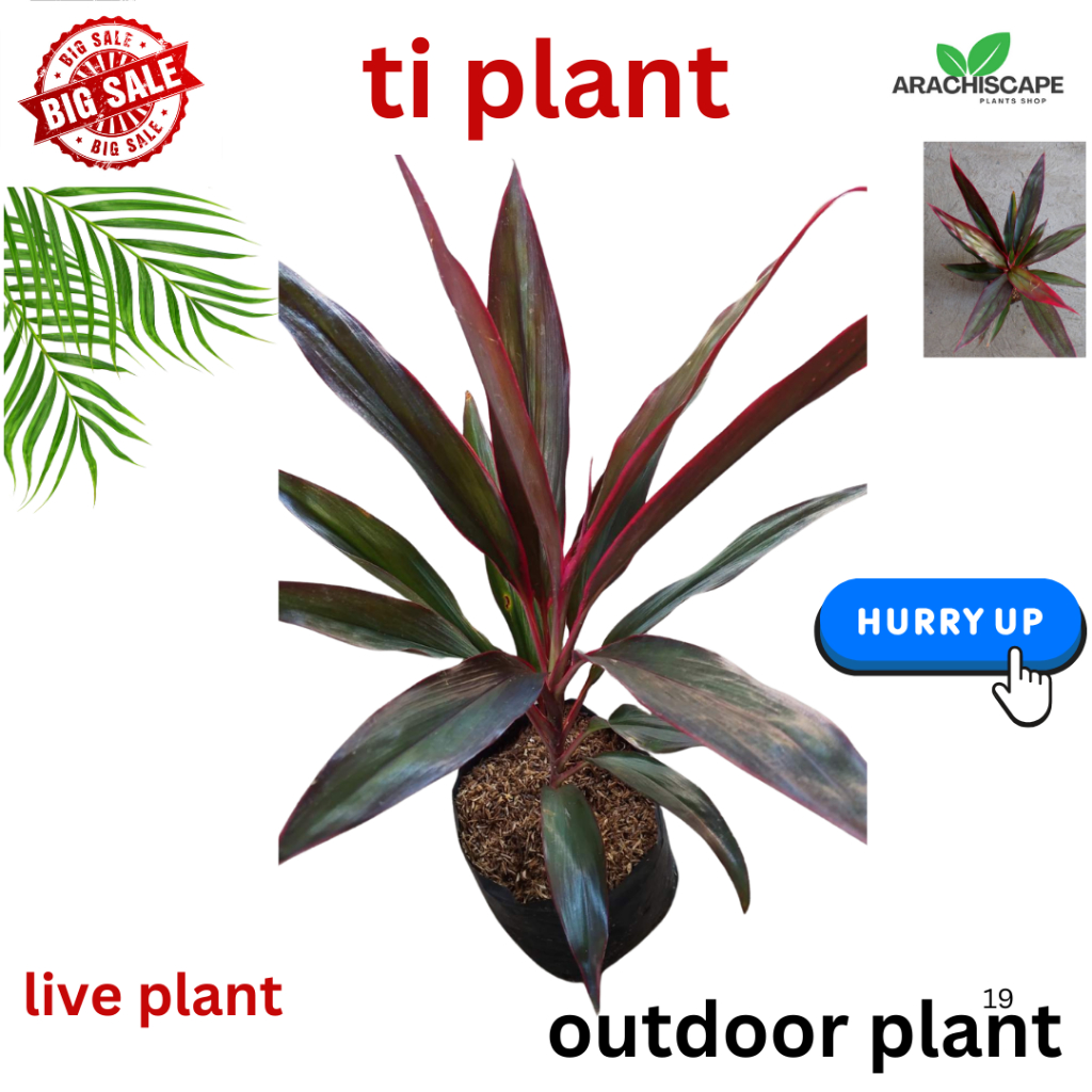 Ti-plant Outdoor plant [ for landscaping,borders n groupings 1-1.5ft ...