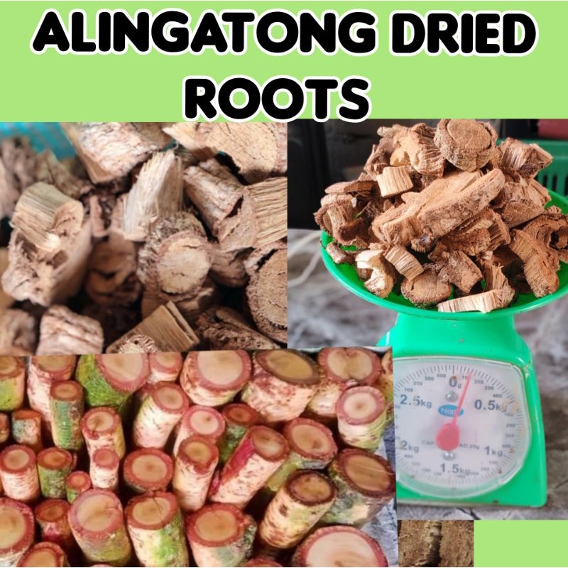 ALINGATONG ROOTS DRIED CHOPPED (100 grams) | Shopee Singapore
