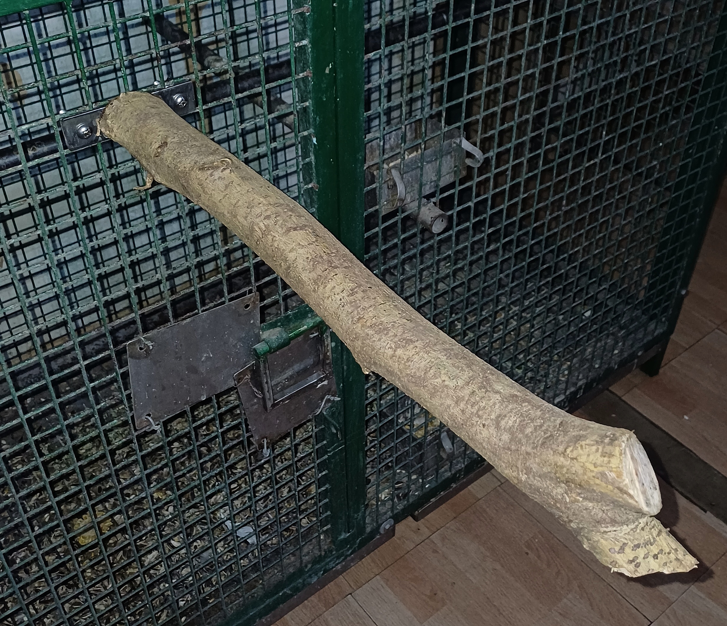 Magnifica Natural Wood Perch for Large Parrots | Shopee Singapore