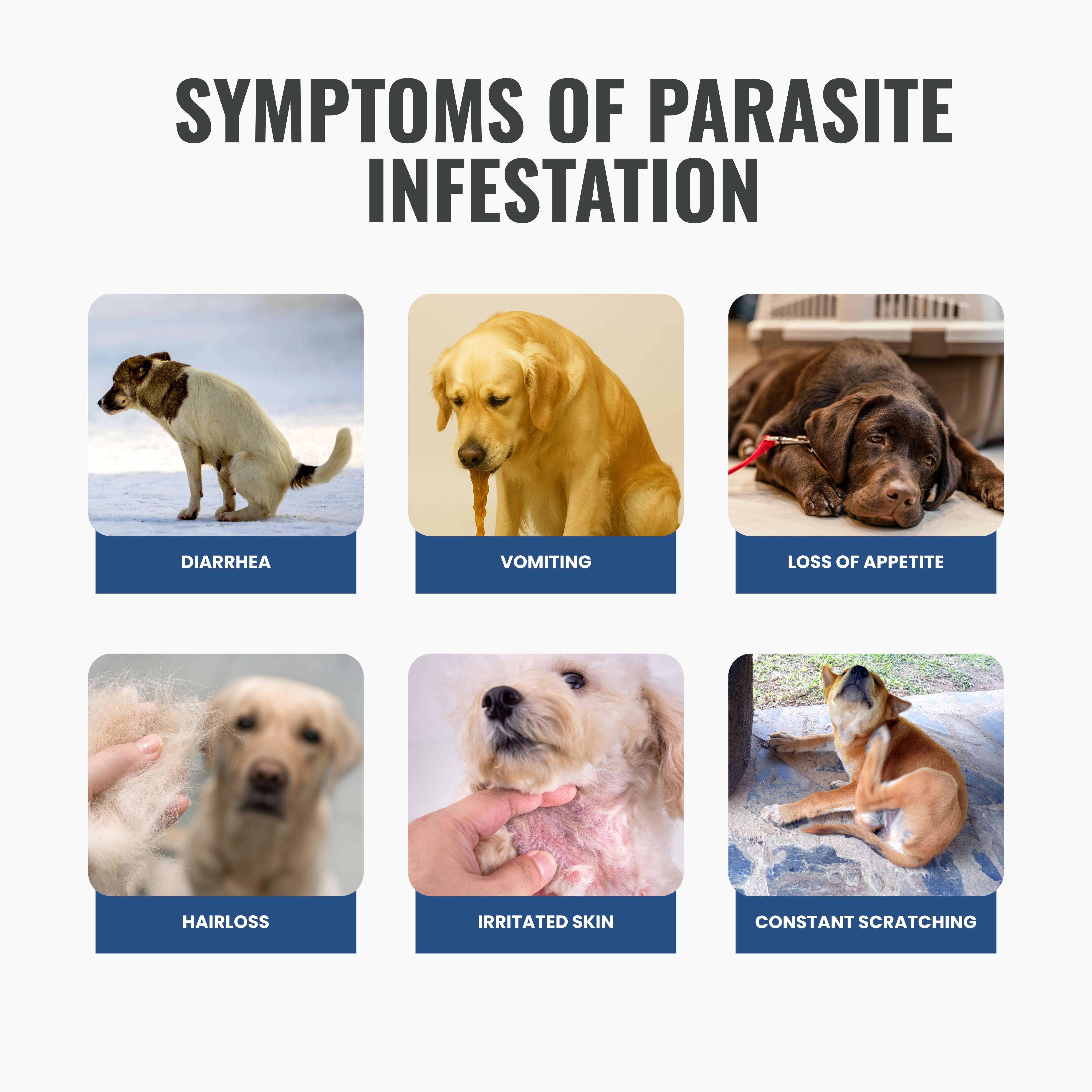 Propaws Fenbendazole Dewormer Tablet for Dogs and Cats Removes ...