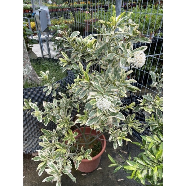 Ixora Finlaysoniana Variegated live plant free organic fertiliser 0.5kg ...