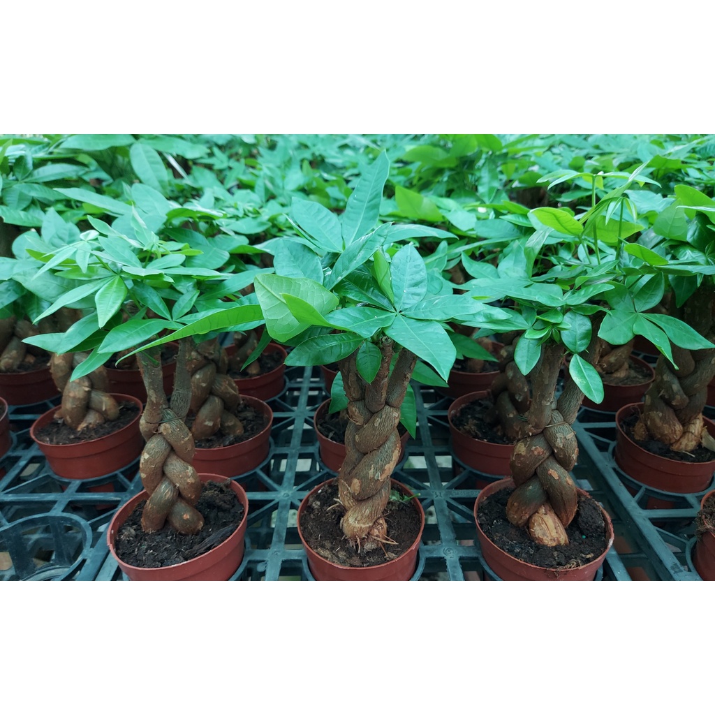 Fortune Tree Money Pachira Fa Cai Shu Twisted Indoor Home House Potted ...
