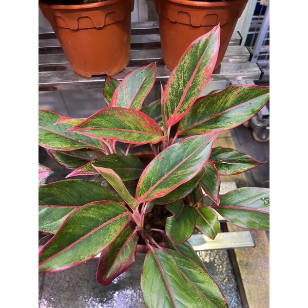 Aglaonema commutatum / Chinese evergreen / Silver queen aglaonema ...