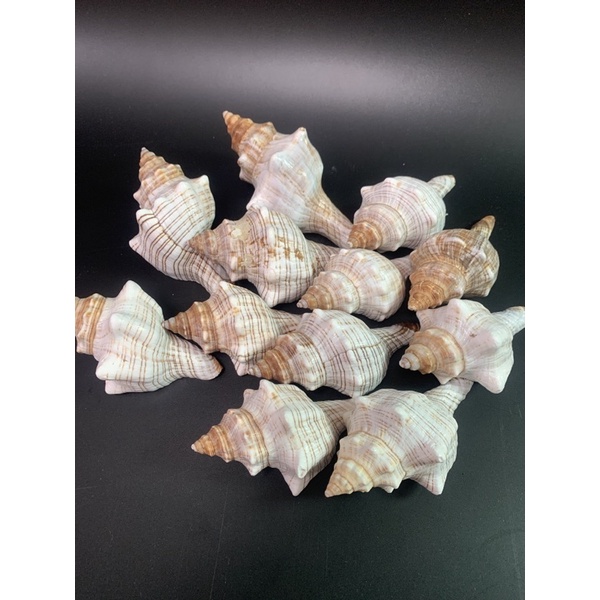 Hermit Crab Shells ( D shell Opening ) | Shopee Singapore