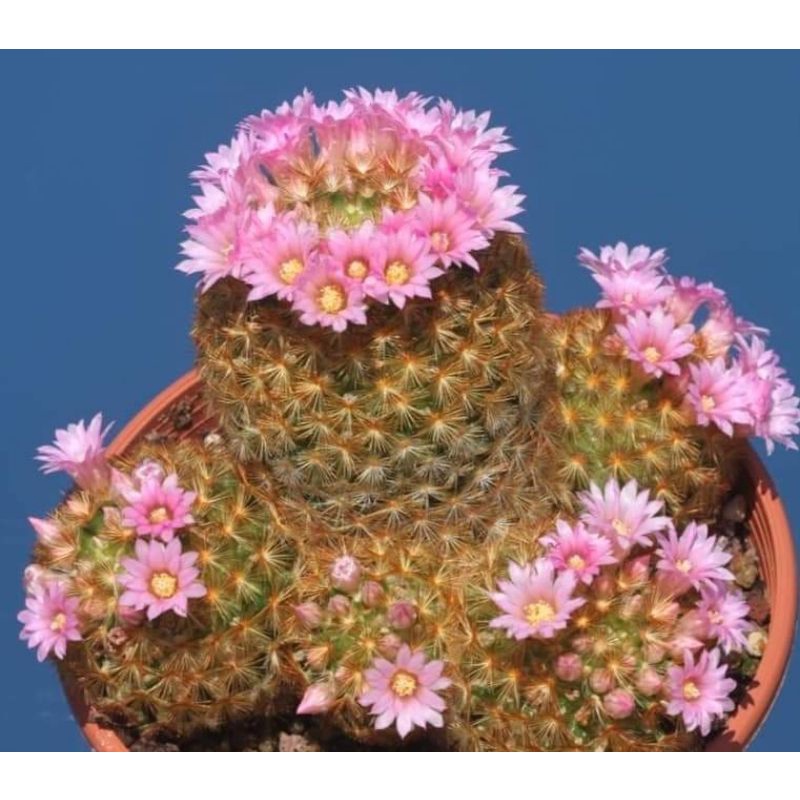 Assorted Rare Cactus and Succulents | Shopee Singapore