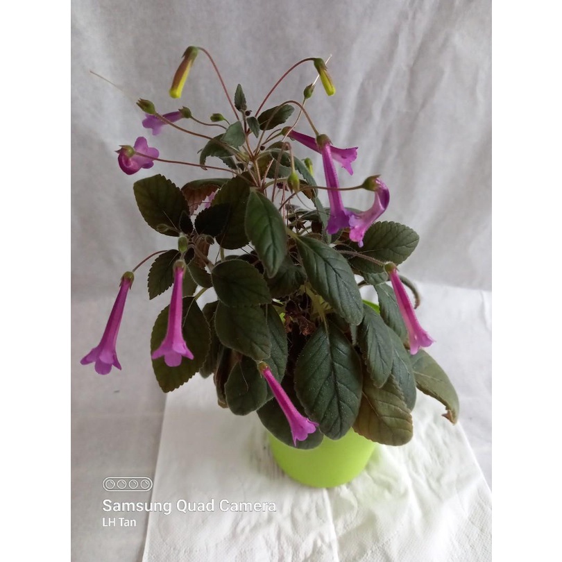 Sinningia tinkle bell flowering plant | Shopee Singapore