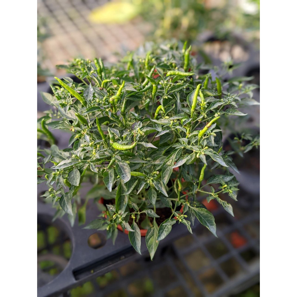 Chilli Padi (Bird's Eye Chilli) Plant - Beautiful and Spicy House Plant ...