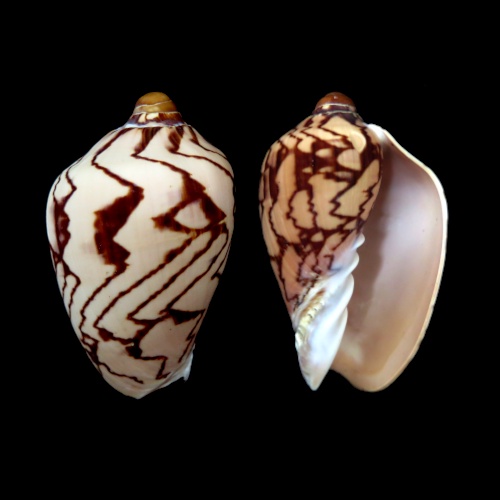 Noble Volute Nobilis 94mm - Seashell - Natural SeaShells - Collectible ...