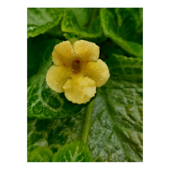 Episcia Monet (Yellow flower) | Shopee Singapore
