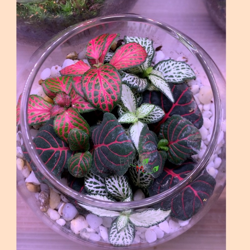 🌳Fittonia plant🌳 Terrarium plant. Nerve plant. Houseplant. Small plant ...