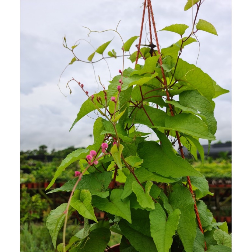 Antigonon leptopus, Coral Vine, Honolulu Creeper, Hearts on a Chain ...